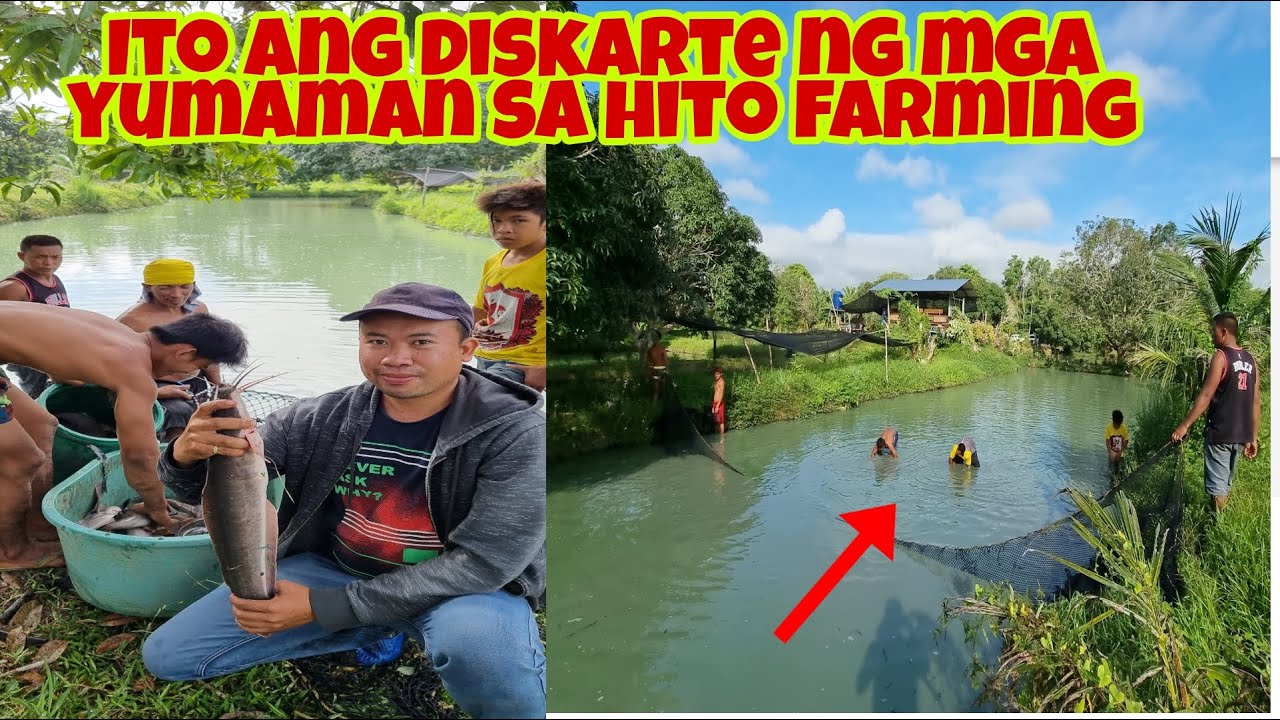 Paano Mag-Alaga at Kumita sa Hito Farming? Millionaire Tips ...