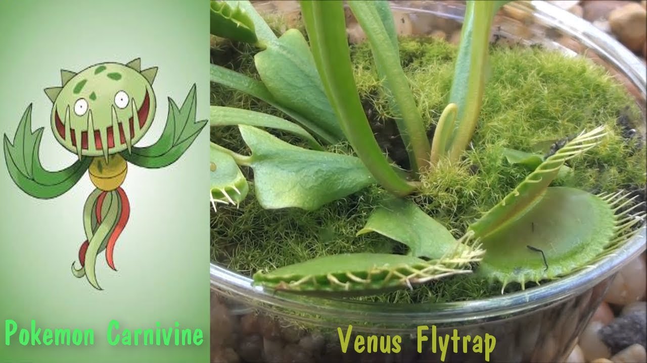 10 Pokemon Có Thật Ngoài Đời Được Camera Quay Lại #2 || 10 Pokemon That ...