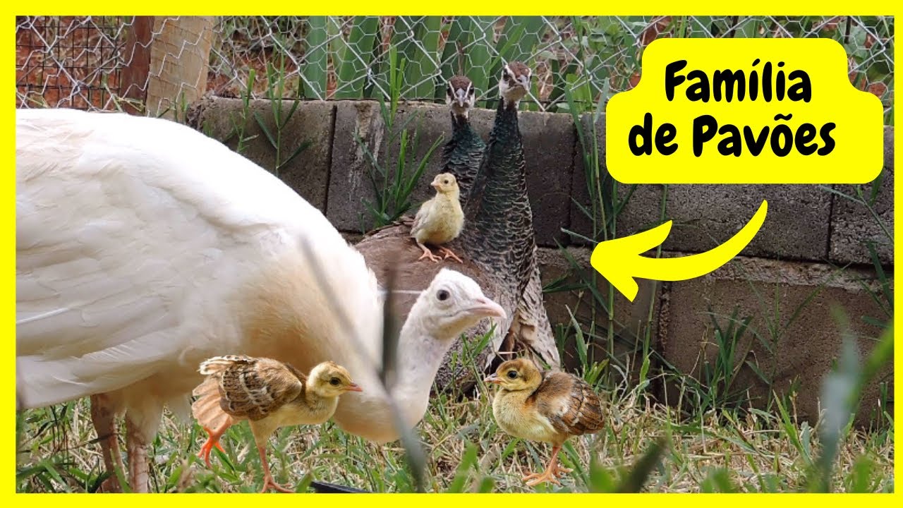 Pavoa Criando os seus Filhotes - Nasceu Pavoezinhos e Vamos Deixar as ...