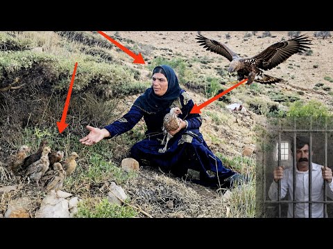 🐤🦅Fatima crosses the Zagros Mountains to find a hen with chicks.