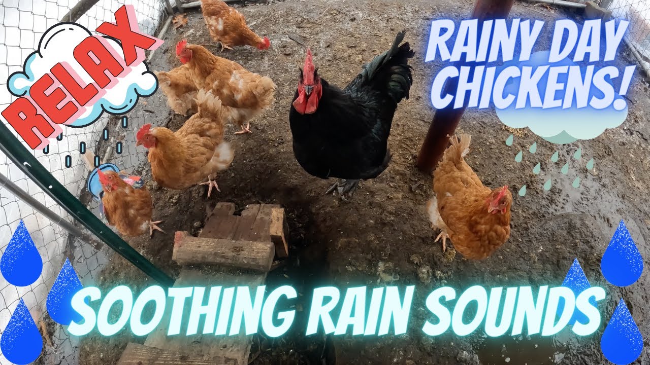 Soothing Rainy Day| Chickens In The Rain - YouTube