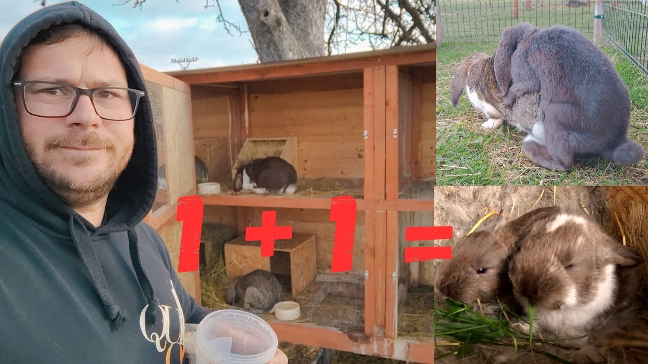 Rabbit Breeding 101 - YouTube