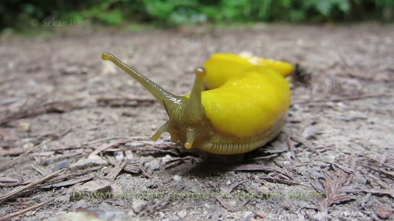 Closeup footage of banana slug moving very slow on the forest floor ...