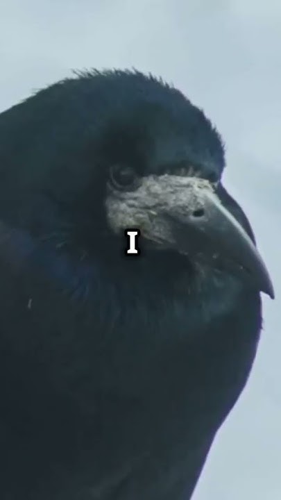 The Clever Fox and the Proud Crow: A Lesson in Flattery - YouTube