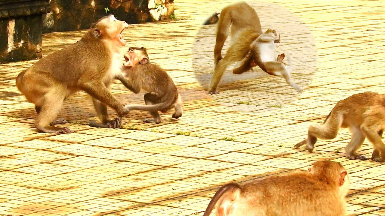 Sad news ! Poorest little baby monkey beaten by monkey king | He scared ...