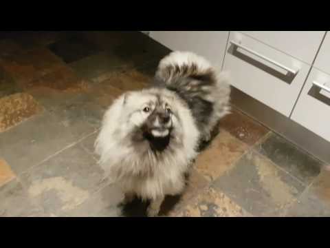 Rika the Howling Keeshond
