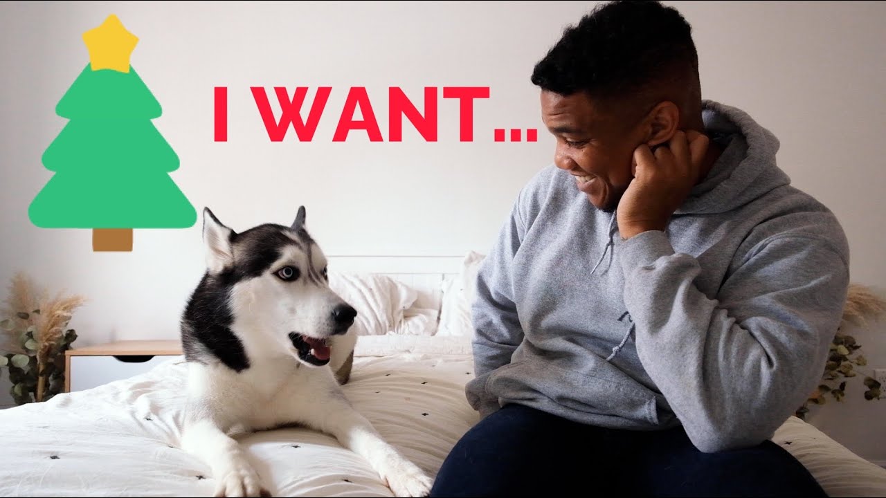 Talking to my dog about Christmas gifts - YouTube