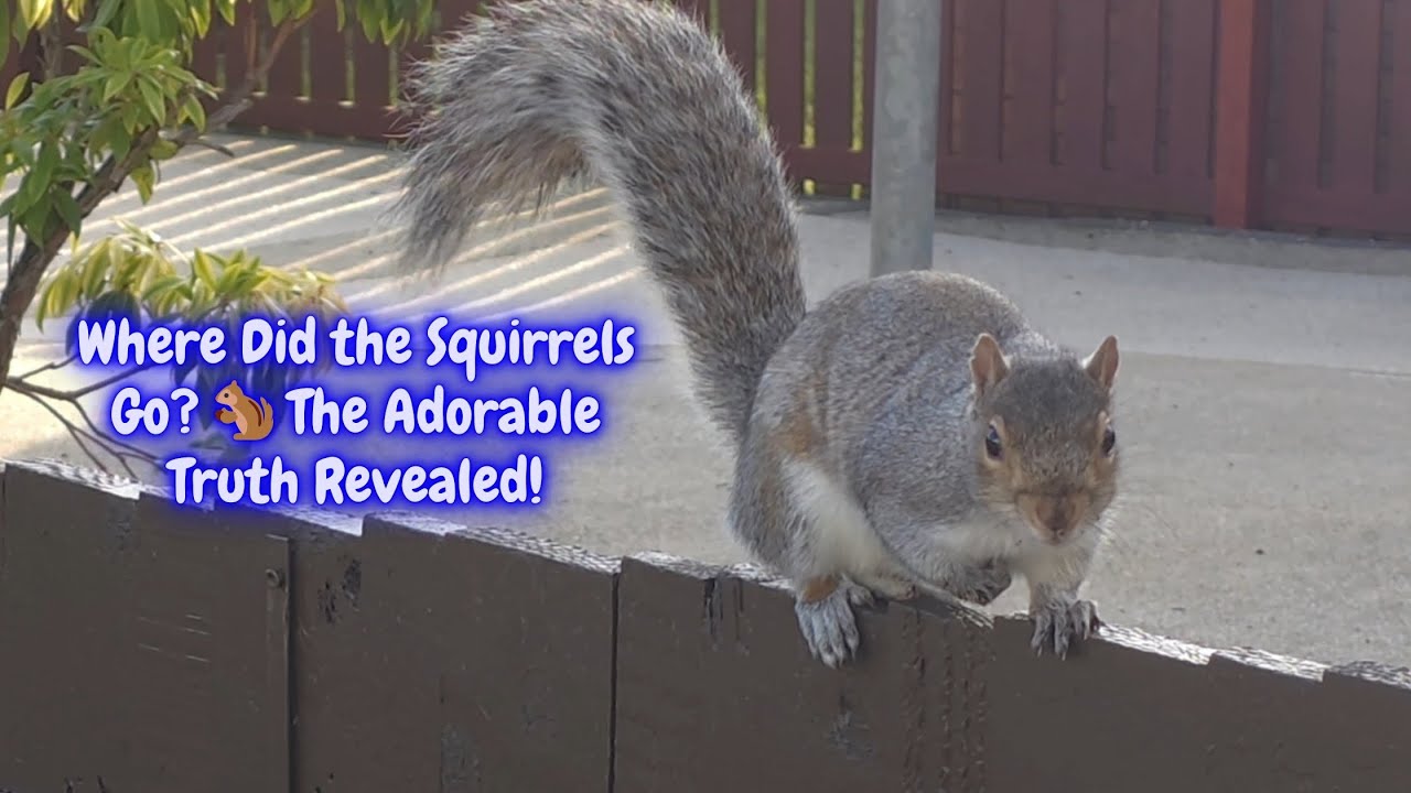 Where Did the Squirrels Go? 🐿️ The Adorable Truth Revealed! - YouTube