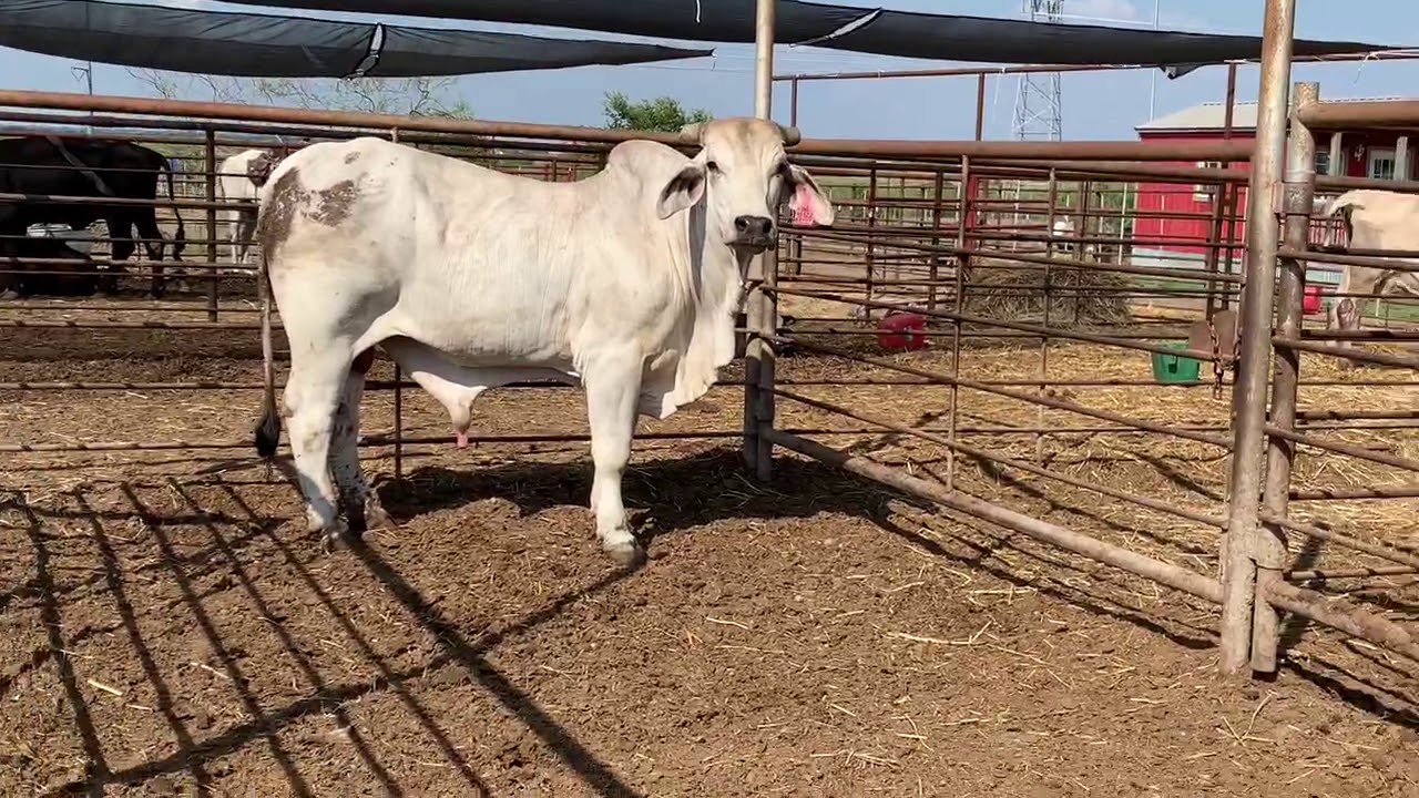 Gray Brahman Bull, #20366 | Cattle for sale - YouTube