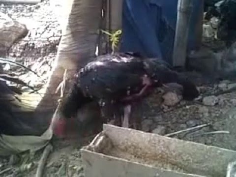 Tekong si Janda Binal