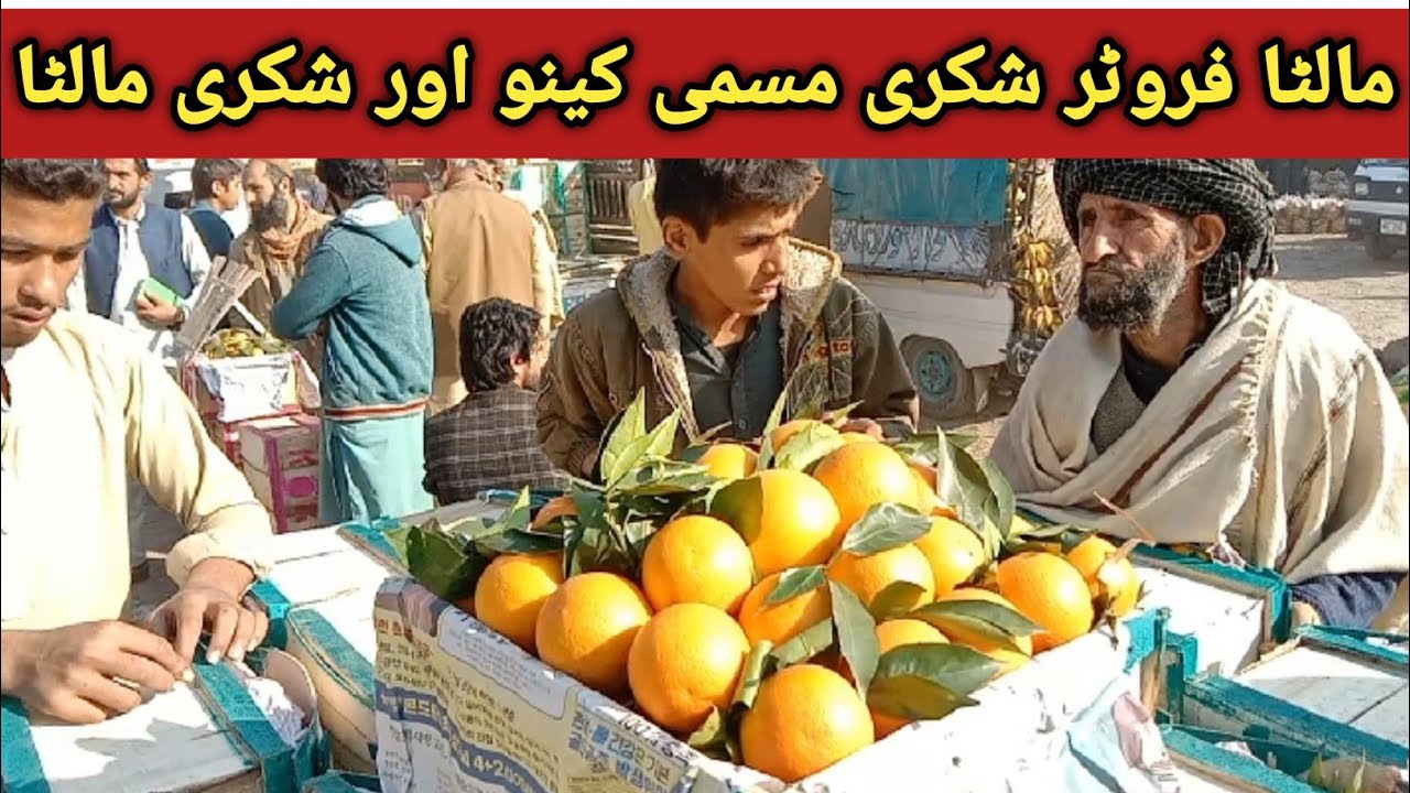 Top quality wala Malta fruitar mousmi shakri rate update || VIP orange ...