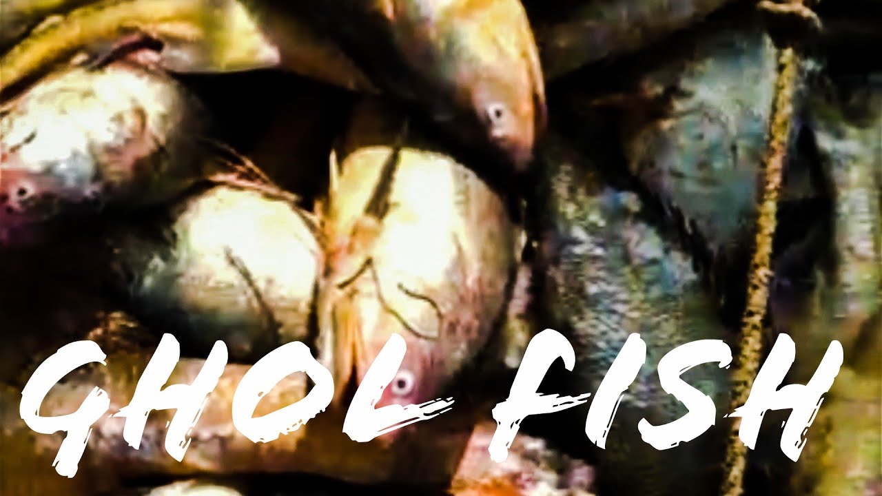 Fisherman's catching a big ghol fish - YouTube