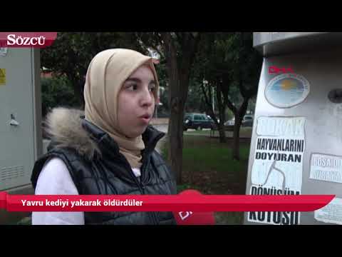 Yavru kediyi yakarak öldürdüler