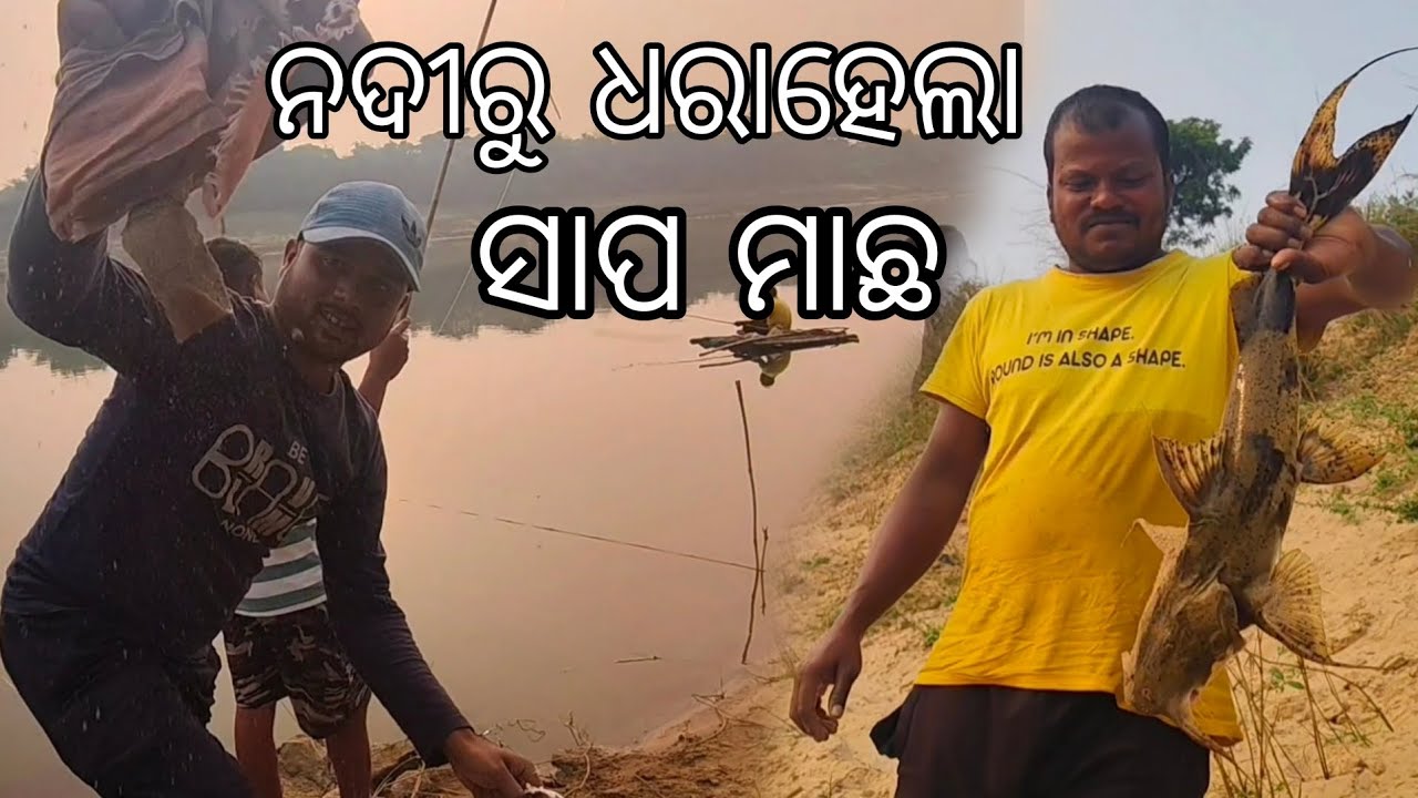 ନଦୀରୁ ଧରାହେଲା ସାପ ମାଛ / nadiru dhara hela sapa macha / river fishing ...