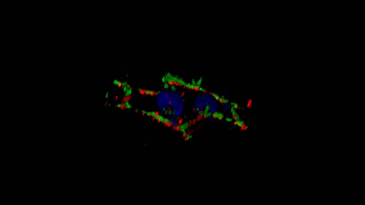 CRB2 completes a fully expressed Crumbs complex in the Retinal Pigment ...