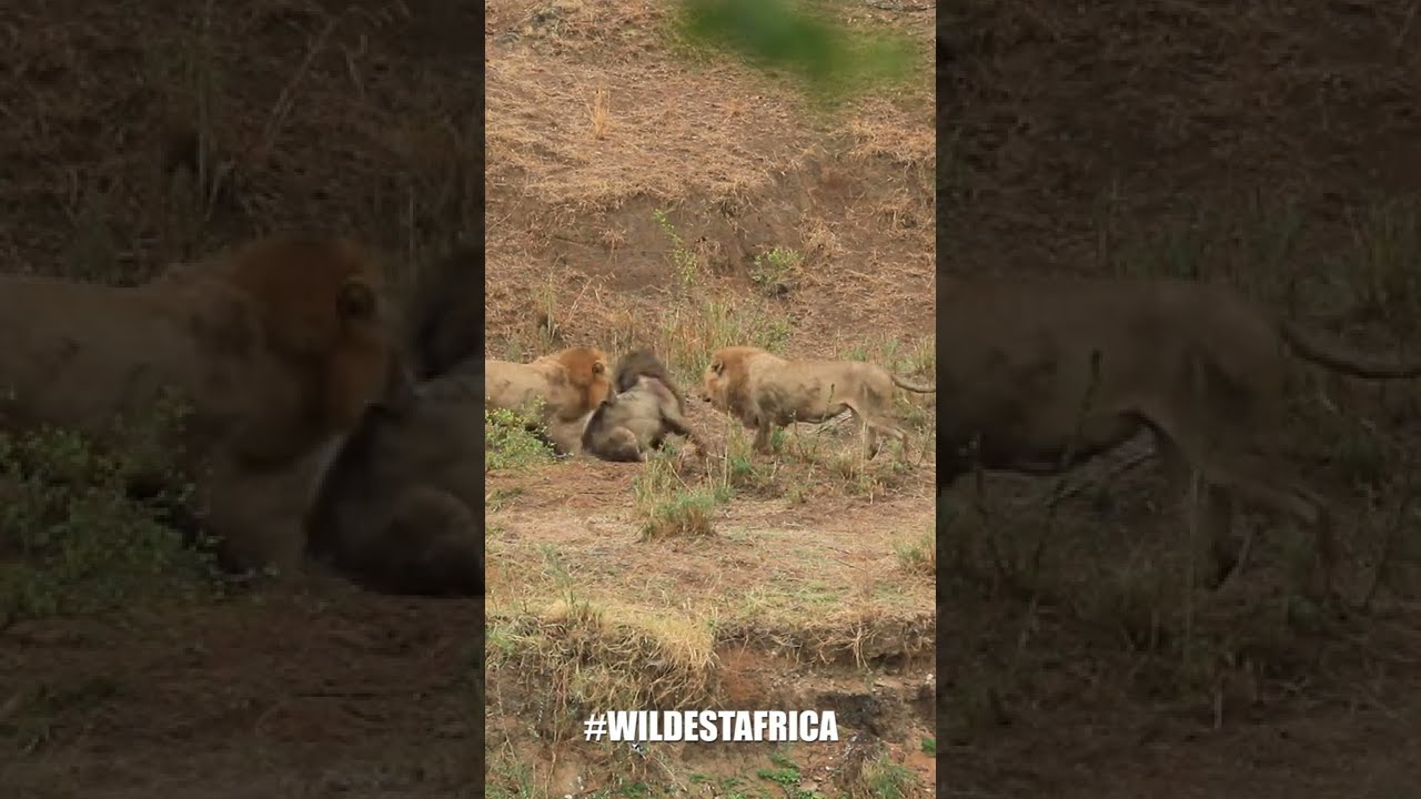 Incredible Lion Battle at Kruger National Park | Wildlife #Shorts - YouTube
