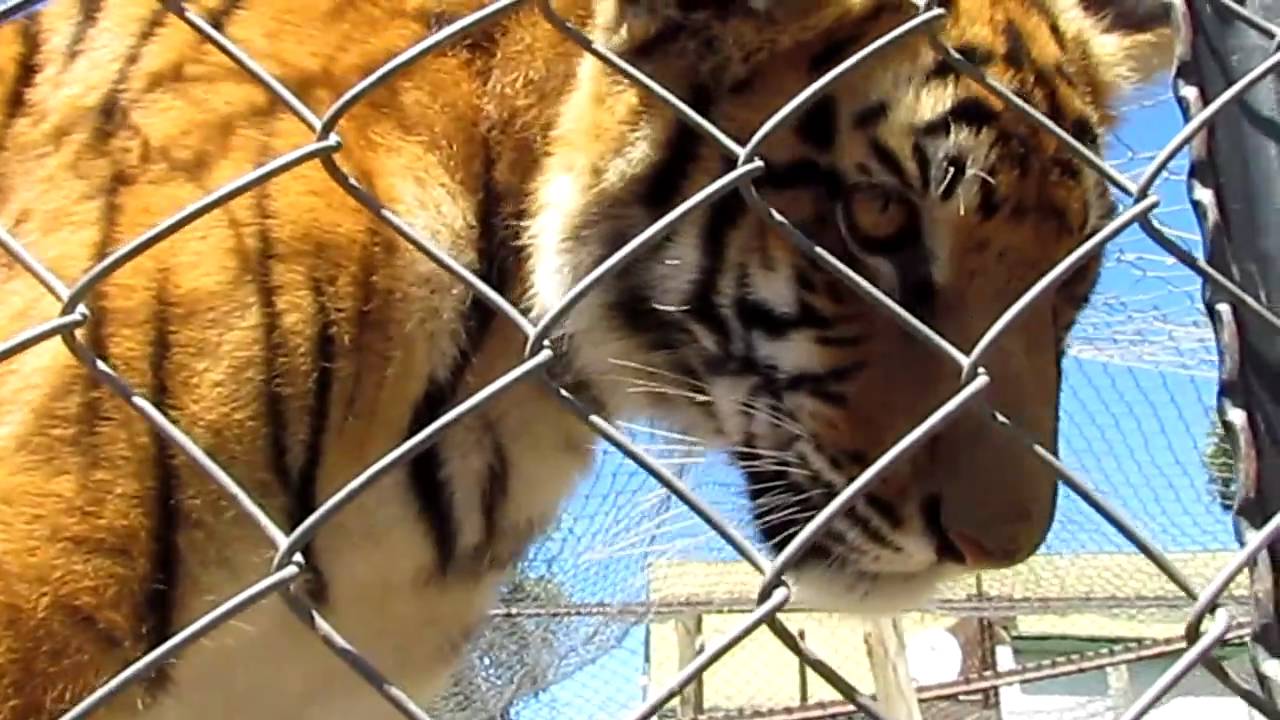 Tiger meowing - YouTube