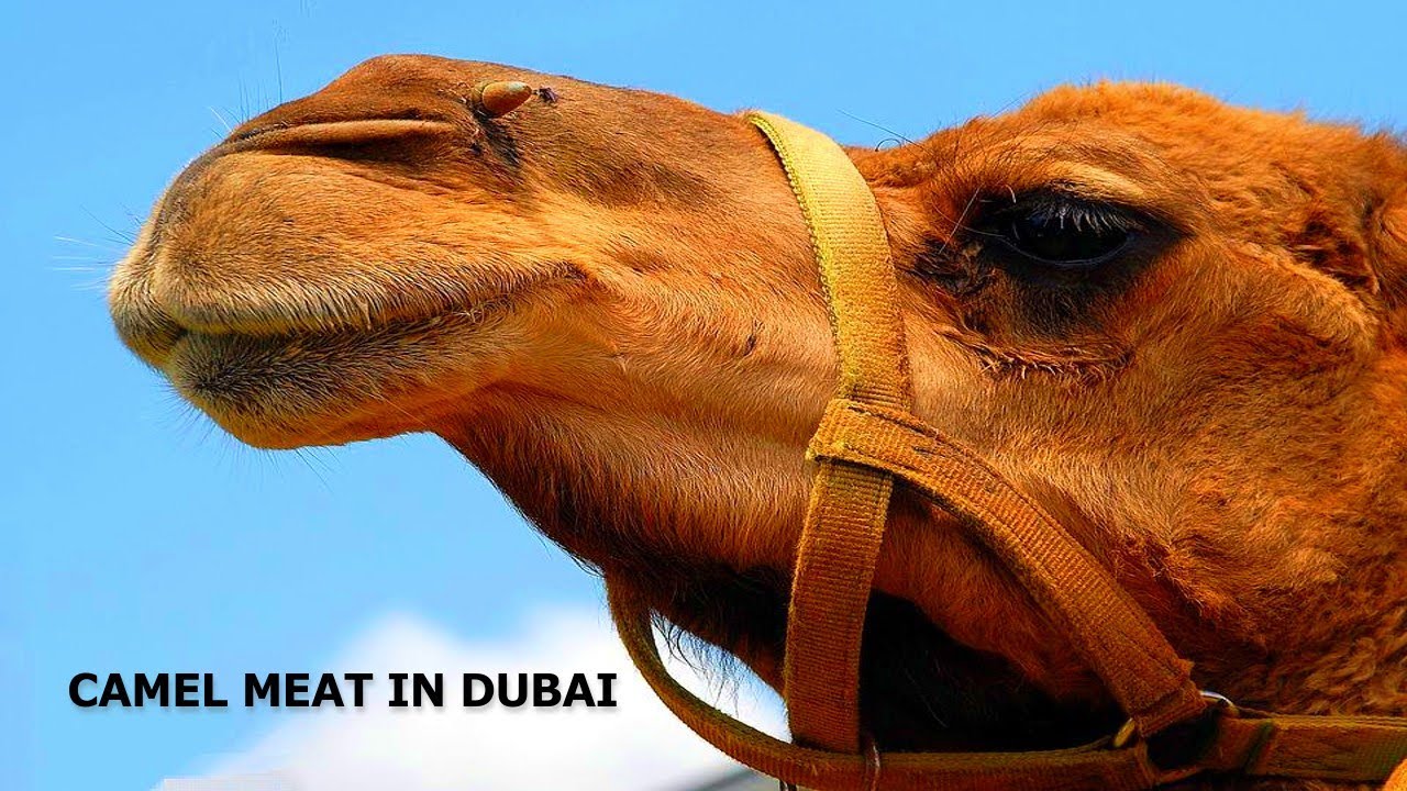 How to Properly Eat a Camel in Dubai - YouTube