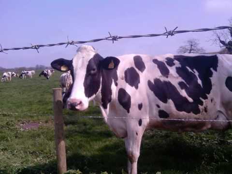 dying cow - YouTube