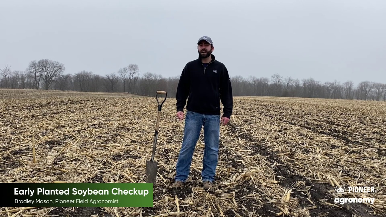 How to Scout Early Planted Soybeans - YouTube