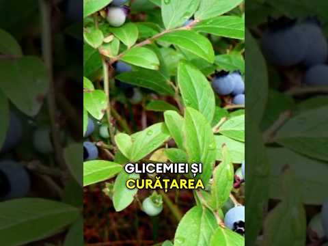 FRUNZELE DE AFIN – Sprijin natural pentru glicemie și rinichi. #romania #shorts #sanatate #remedii