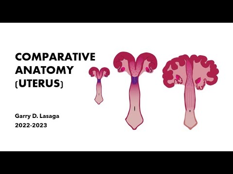 VET ENDO | Comparative Anatomy & Physiology (Uterus) | (2022-2023 ...