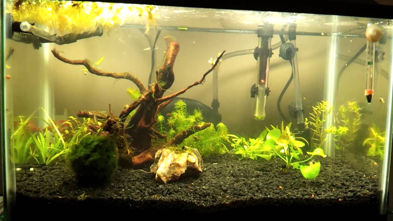 Crystal shrimp tank update #2 - YouTube