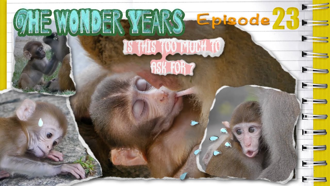 The Wonder Years : Episode 23 - Dopey's early sign of milk madness 🤣 ...