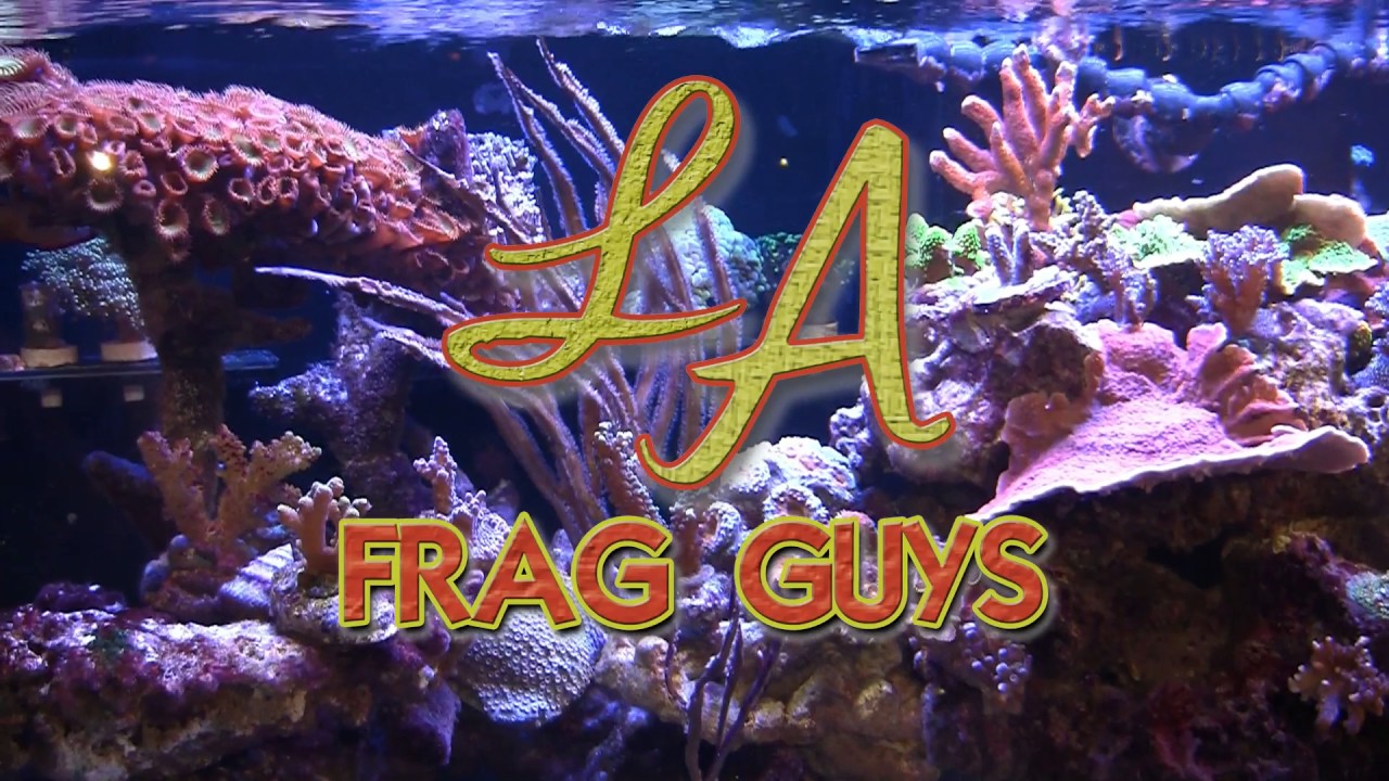 LA Frag Guys #3 Jim Stime Coral Reef Display Tank - YouTube