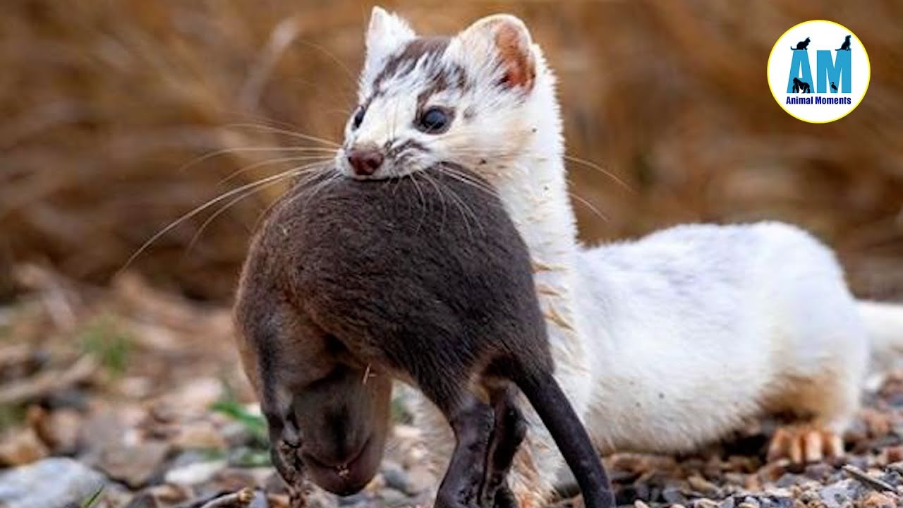 7 Merciless Moments When Stoat Hunt Animals - YouTube