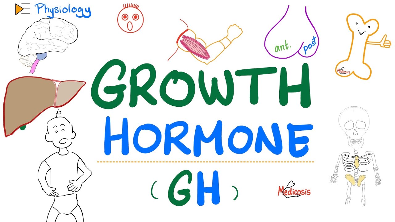 Growth Hormone (GH) - Somatotropin - Dwarfism, Gigantism, Acromegaly ...