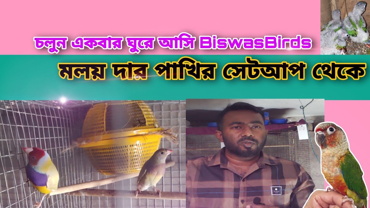 Biswas birds Moloy Da's birds Setup Visit/চলুন একবার ঘুরে আসি ...