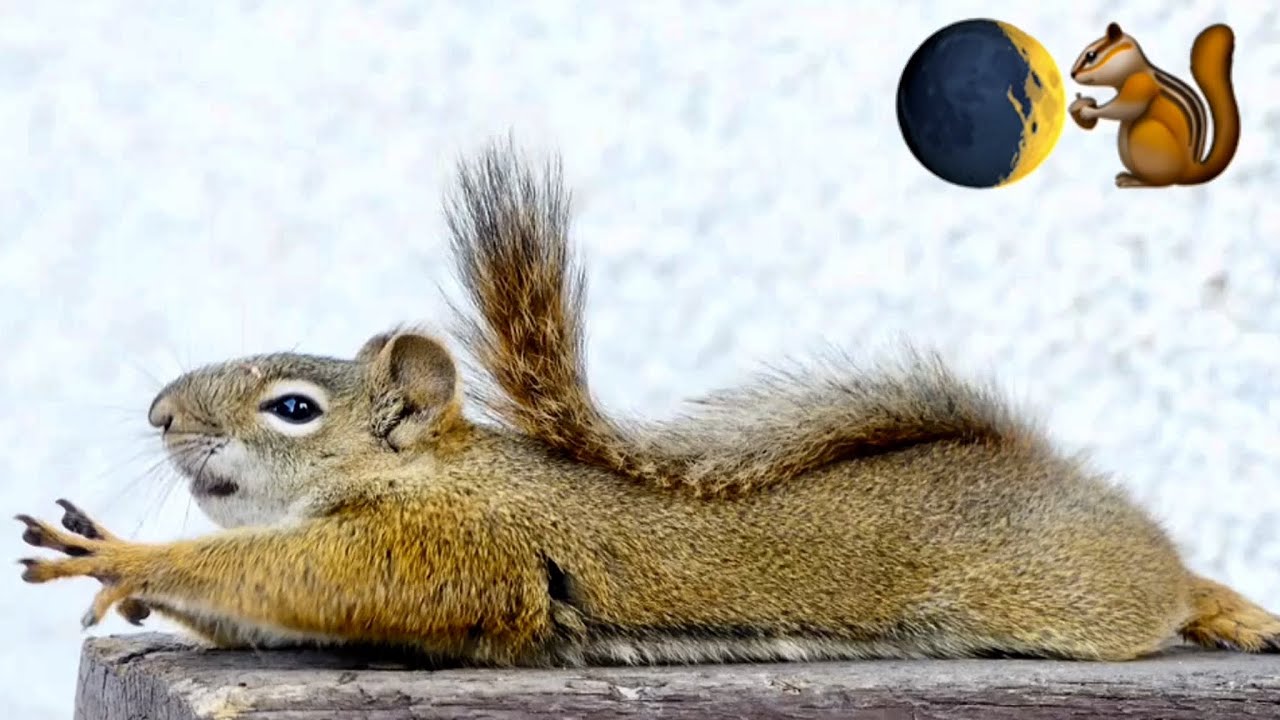 Walking on the Moon Squirrel 🐾🐿️ Slow Mo - YouTube