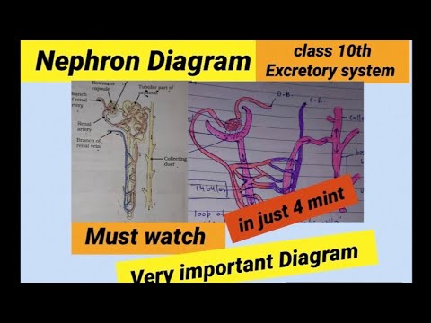 Easy Trick to Draw Nephron Diagram very quick / Chapter - life process ...