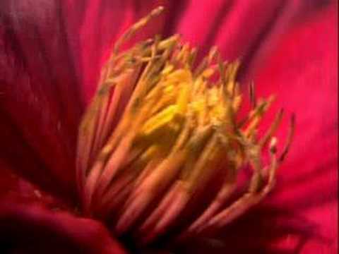 ODAM KİREÇTİR BENİM -Ney- Kaval - İnstrumental Music