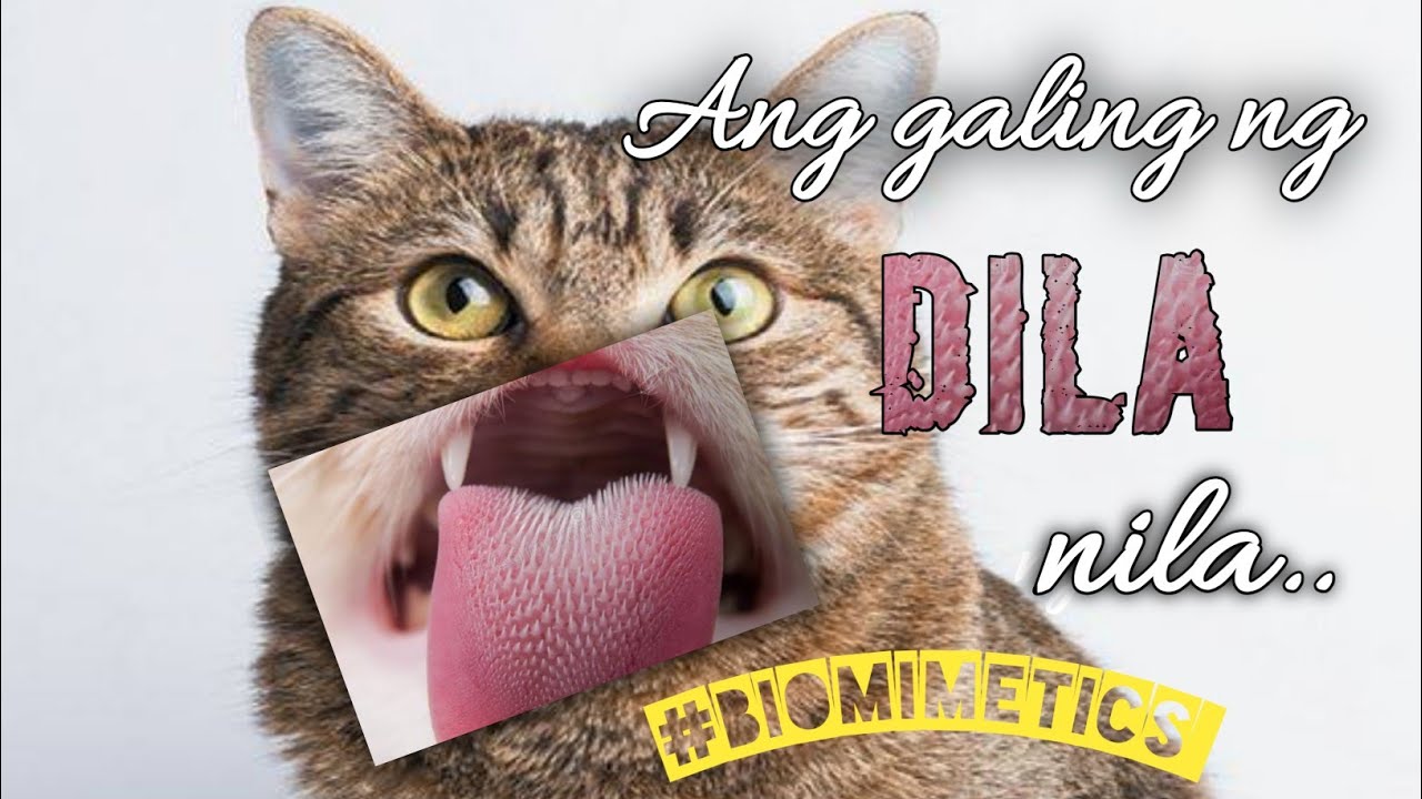 KAKAIBANG KATANGIAN NG DILA NG PUSA #cats #eltorschannel - YouTube