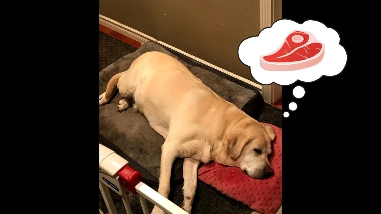 When my Yellow Lab, Simba Sleeps #Short #Shorts - YouTube
