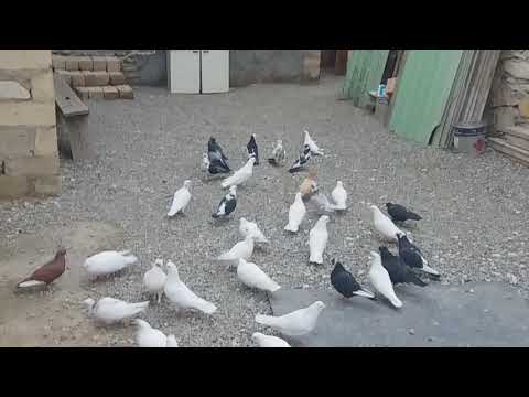 sadıq göyərçinlər 055 866 36 88 ruslan