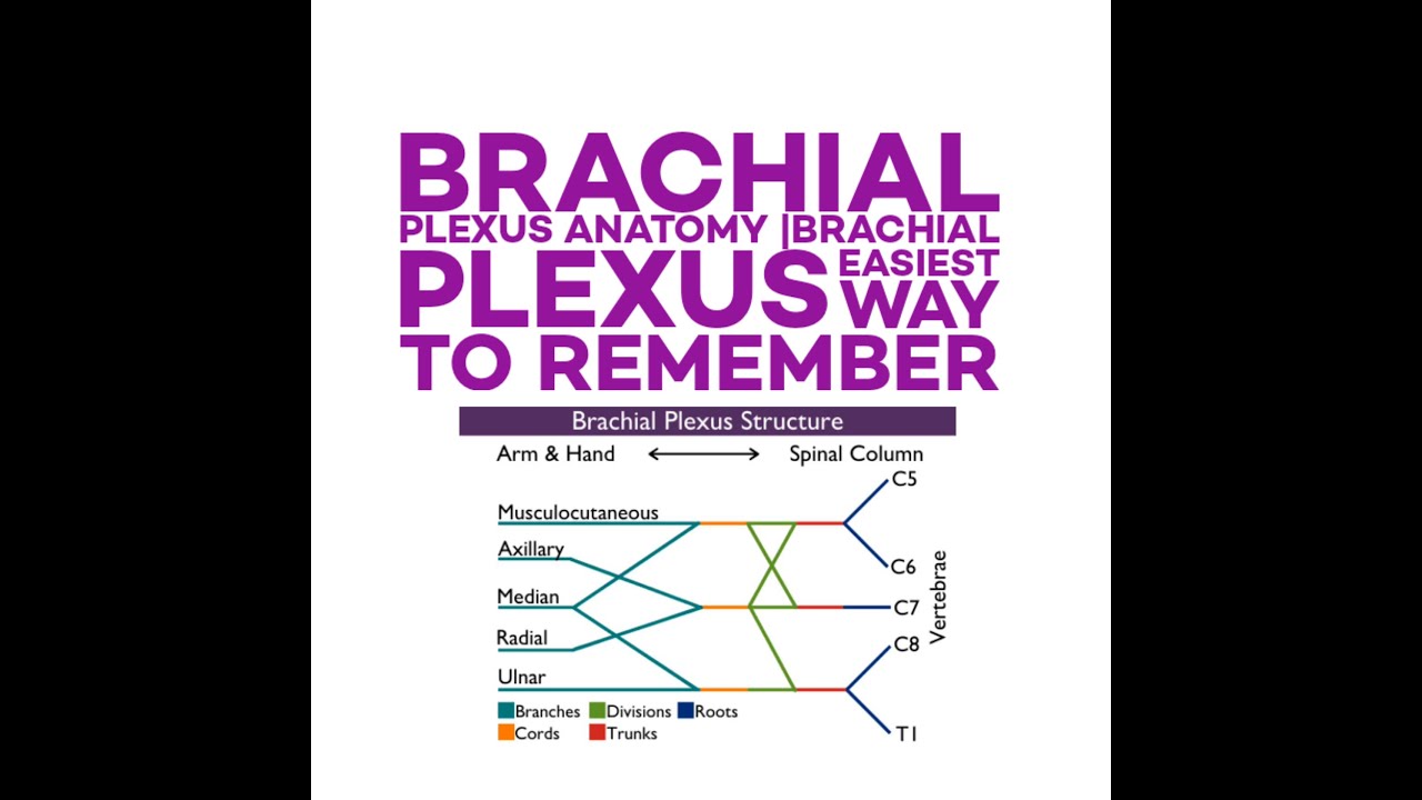 Brachial plexus easy to remember part 2 - YouTube