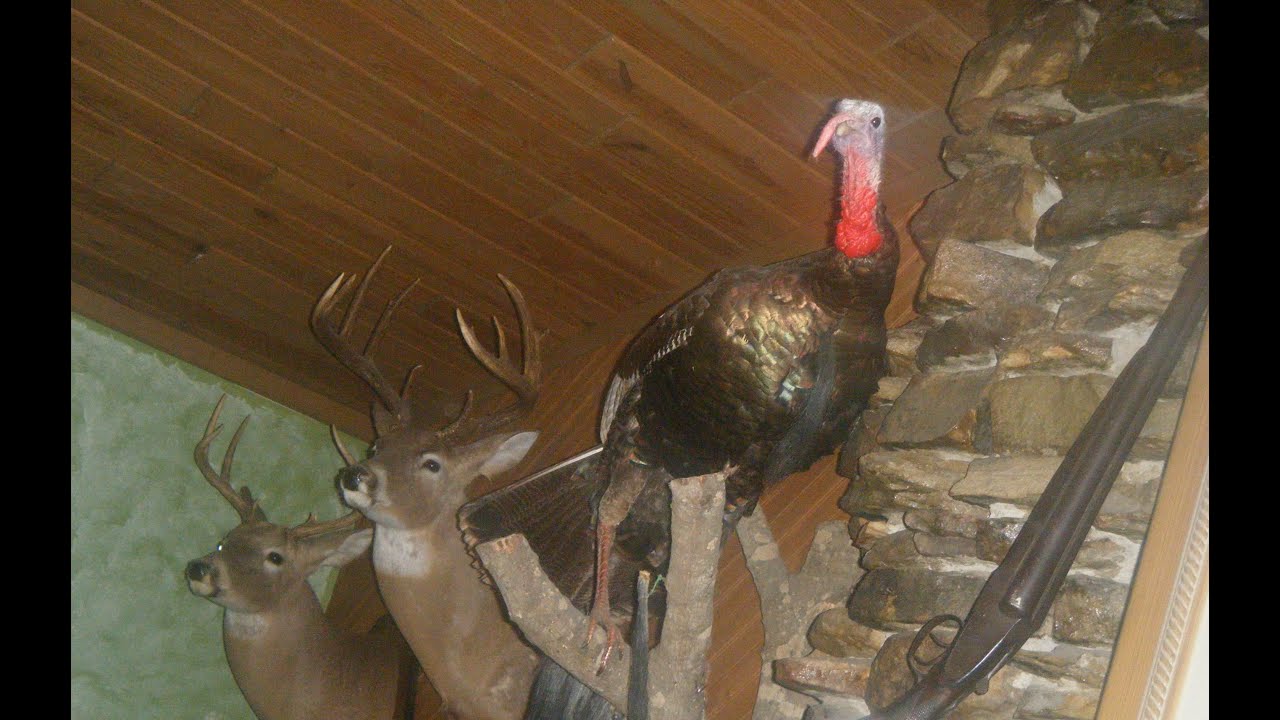 Turkey Hunting the Ocala Forest, True Adventure - YouTube