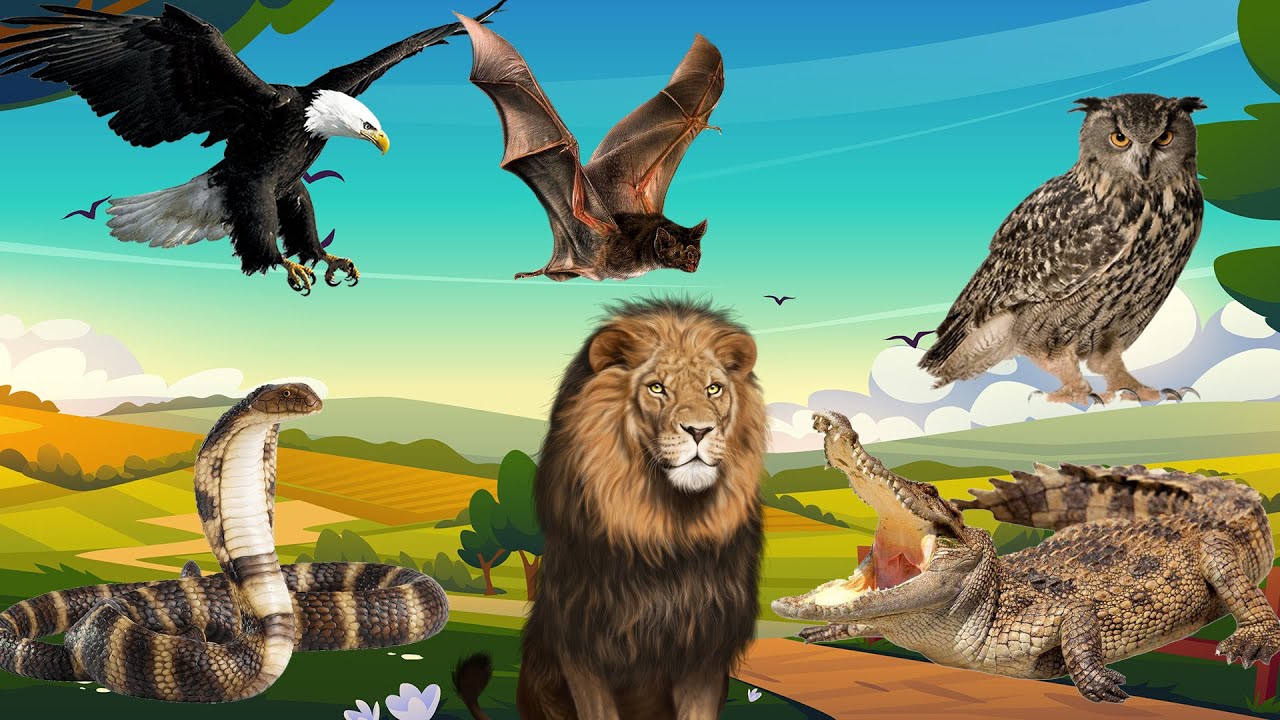 Wild Animal Videos with Sound: Eagles, Lion, Snakes - YouTube