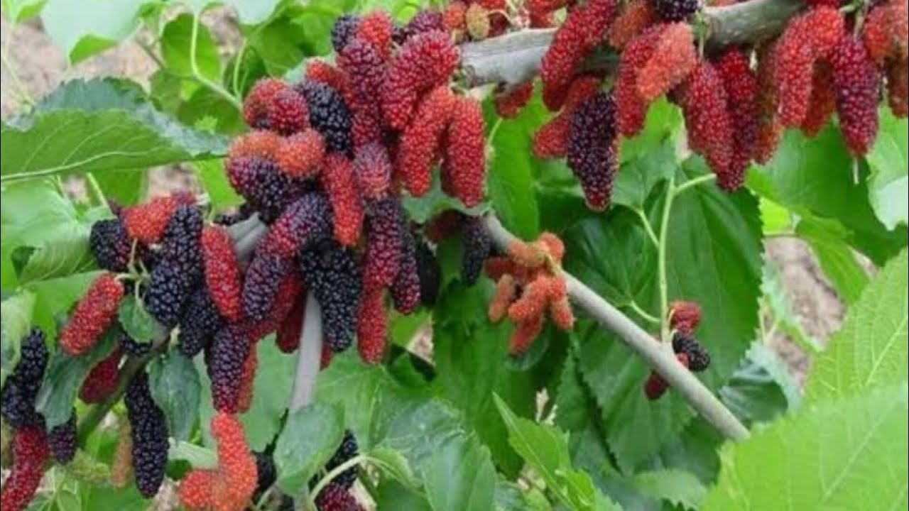 Nutritional facts and Health benefits of Mulberry - YouTube