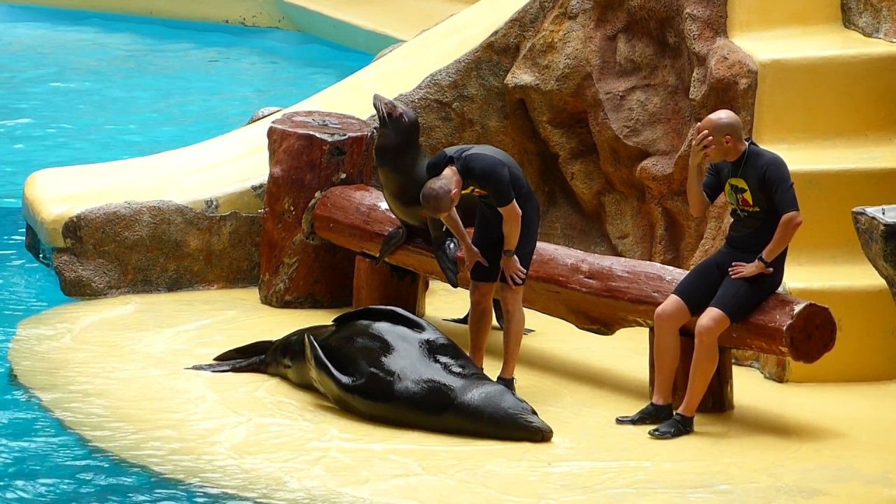 Loro Parque Sea Lion Show (1080p HD) - YouTube