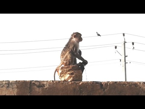 जंगली जानवर कैसे अपनी प्यास बुझाते ,how wild animals quenched their thirst ?