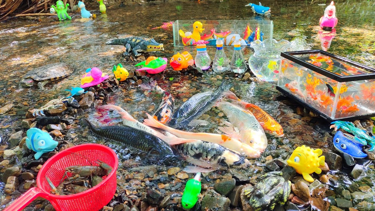 Find snakehead fish, channa fish, betta fish, glofish, colorful fish ...