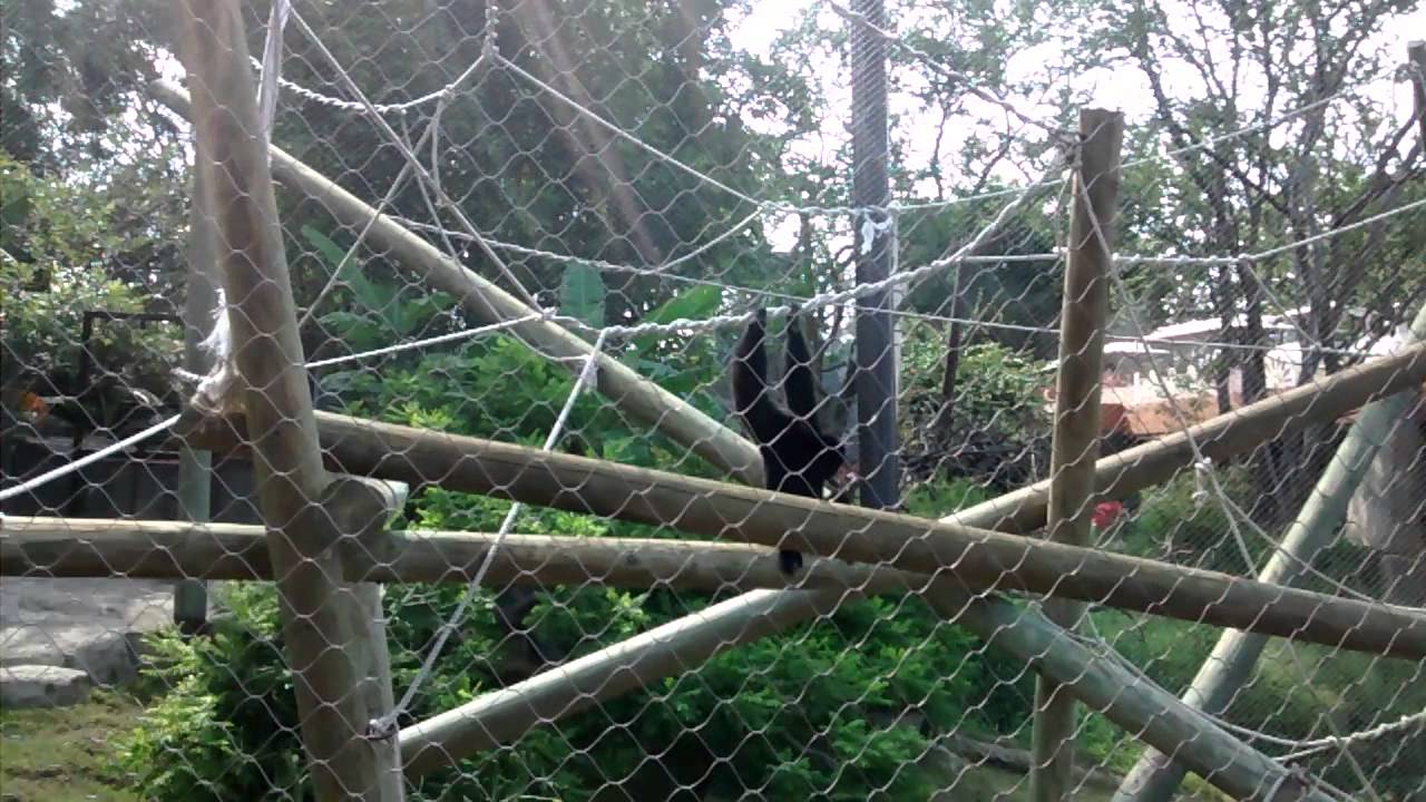 El mono gritón del zoológico Guadalajara - YouTube