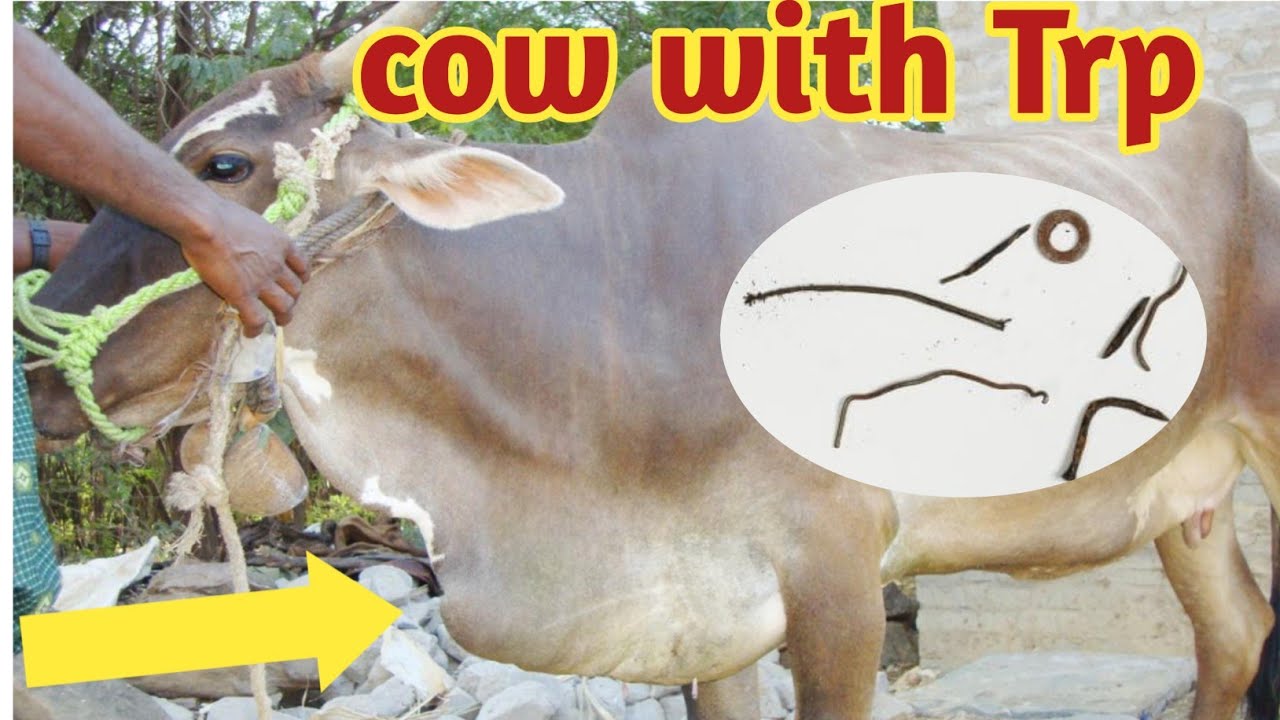 TRP in cow / suspected theileriosis in cattle / foreign body - YouTube