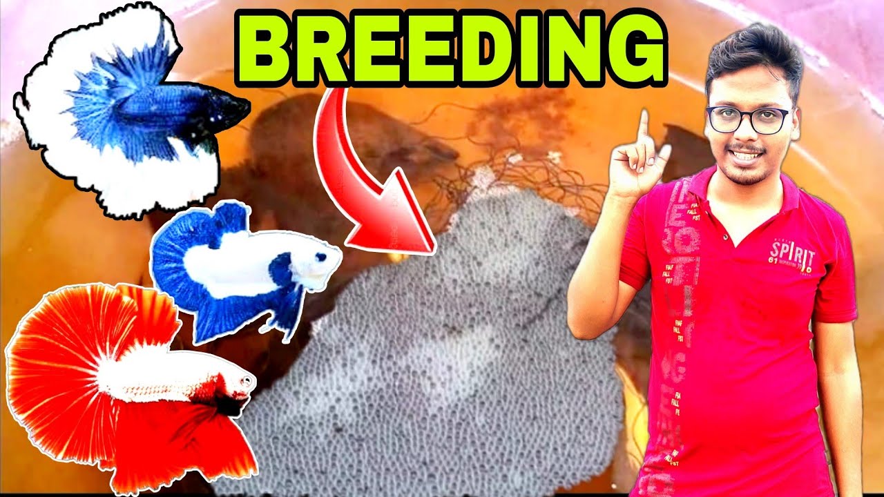 8 PAIR BETTA FISH BREEDING | FIGHTER FISH BREEDING | BETTA FISH ...