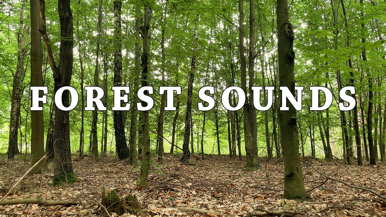 Birds sing in the forest. Relaxing nature video. - YouTube