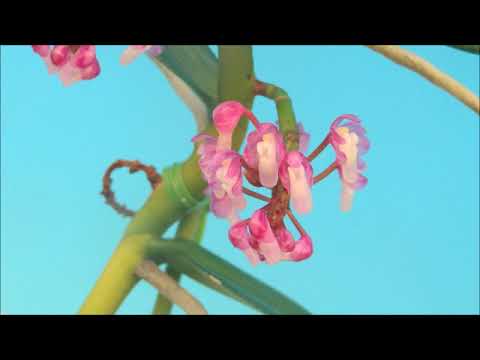 Micropera utriculosa orchid - YouTube